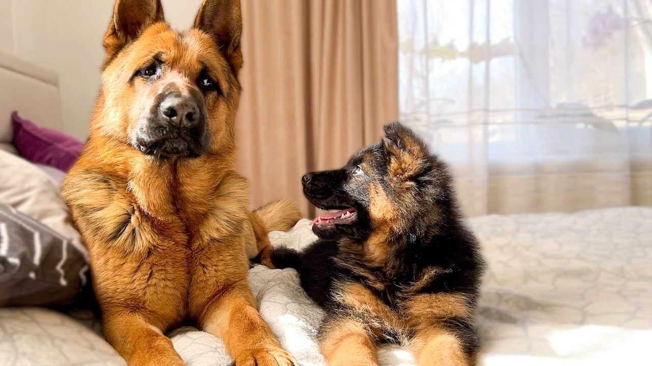 Puppy decides the German shepherd must play now
