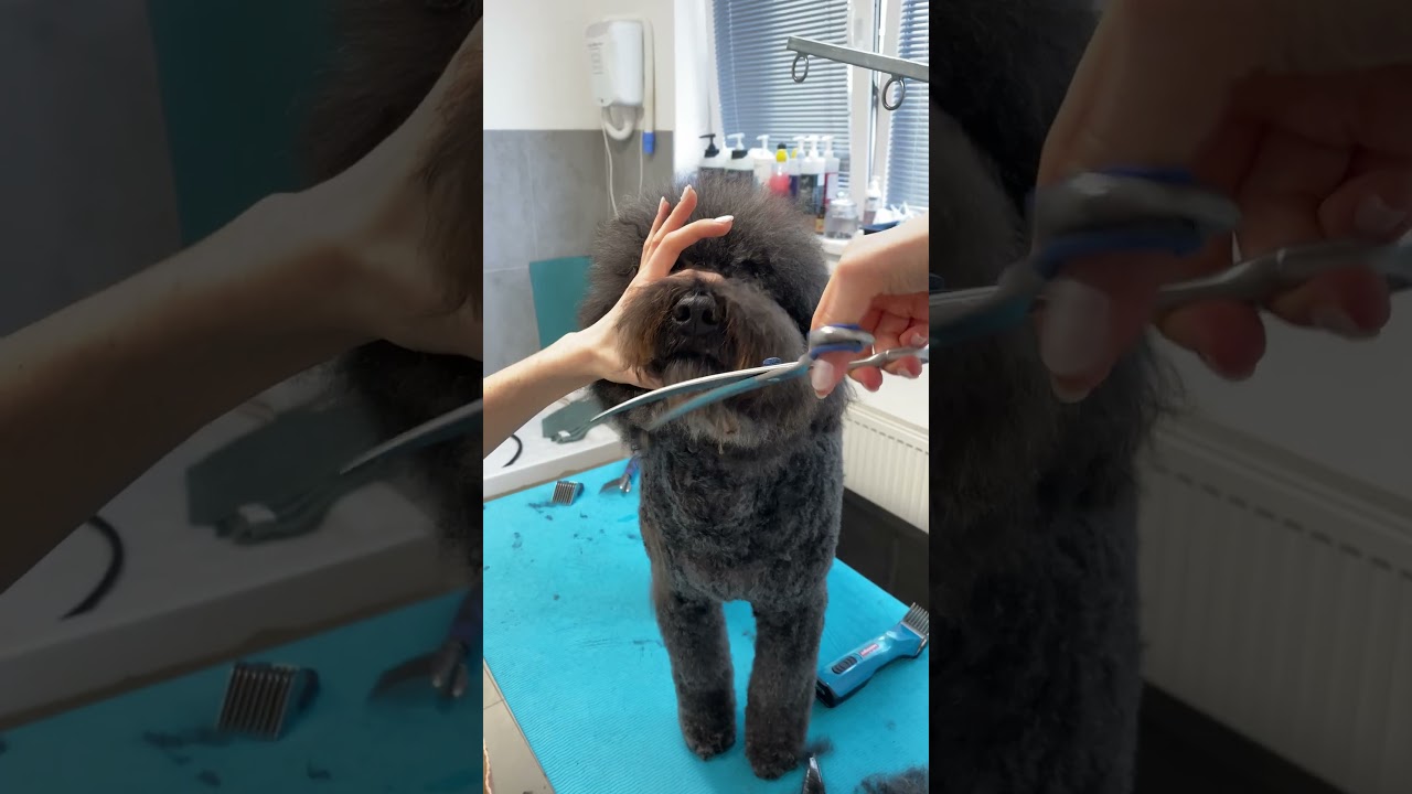 Spanish water dog haircut!