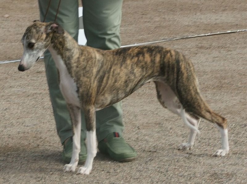 16 dog breeds that seem more interested in emotional trust than instant ...