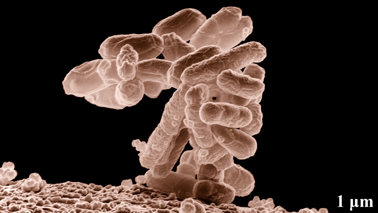 Extremophile microbes thrive in Earth’s harshest places, maybe beyond