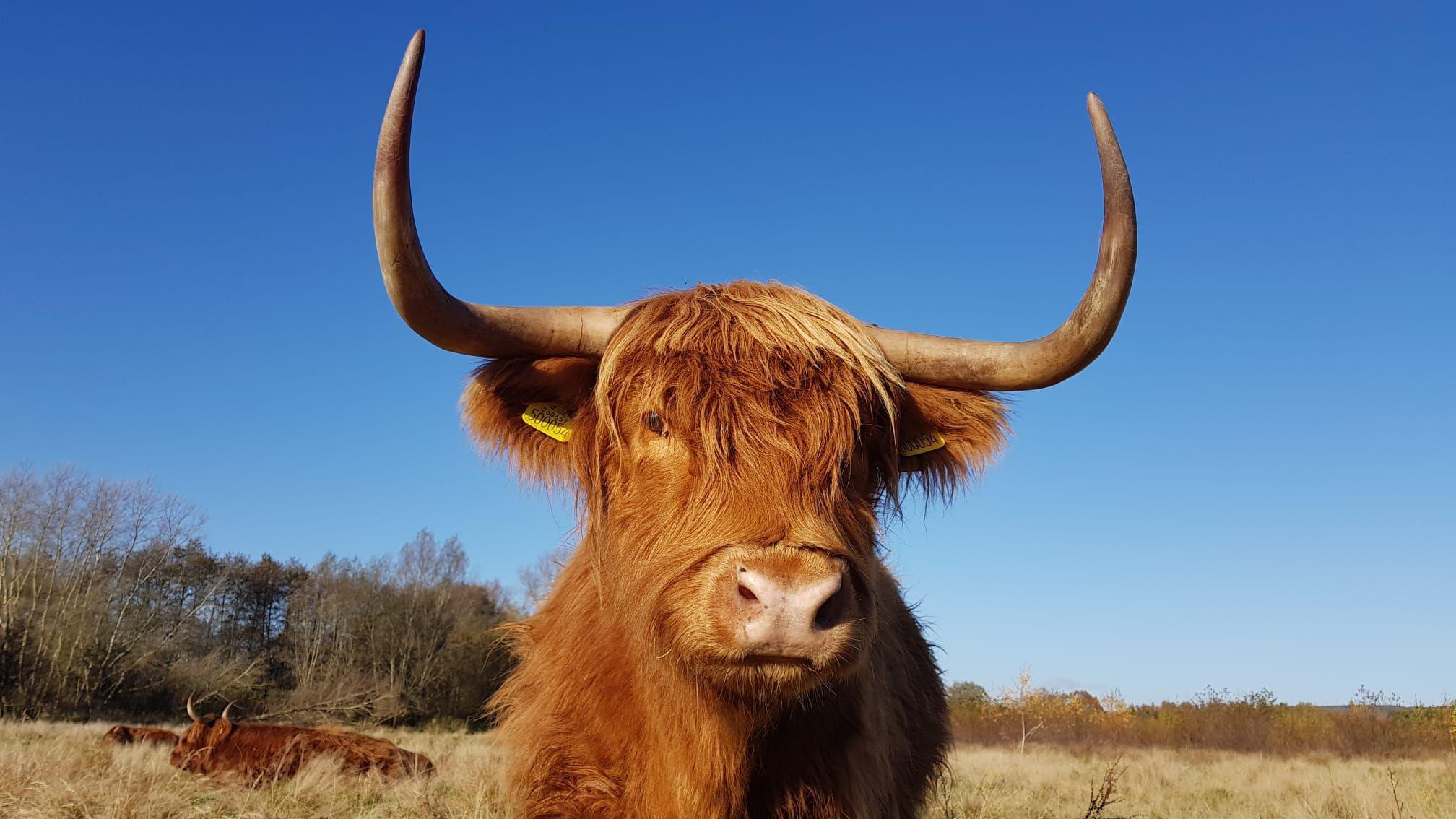 Safety calls for highland cows after viral TikTok