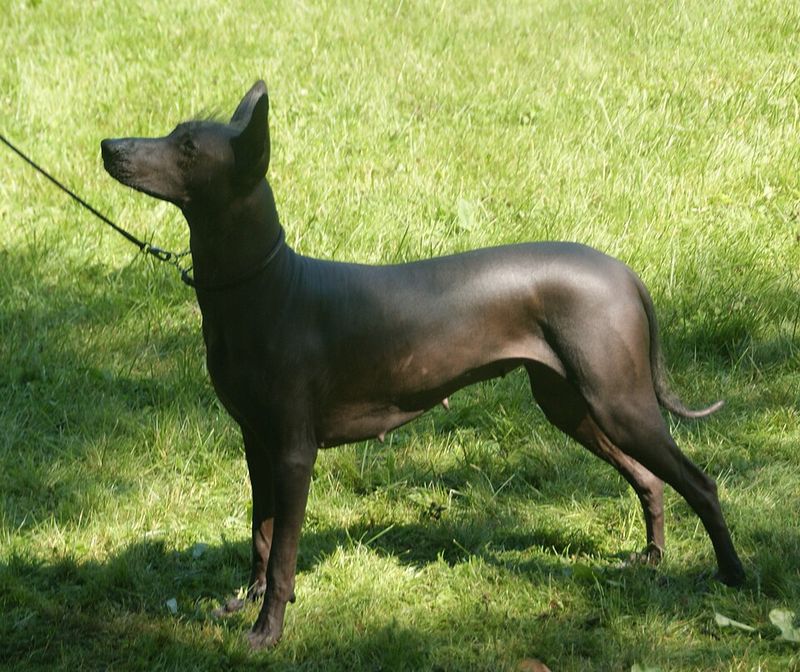 15 dog breeds that make visitors ask what on earth that dog is