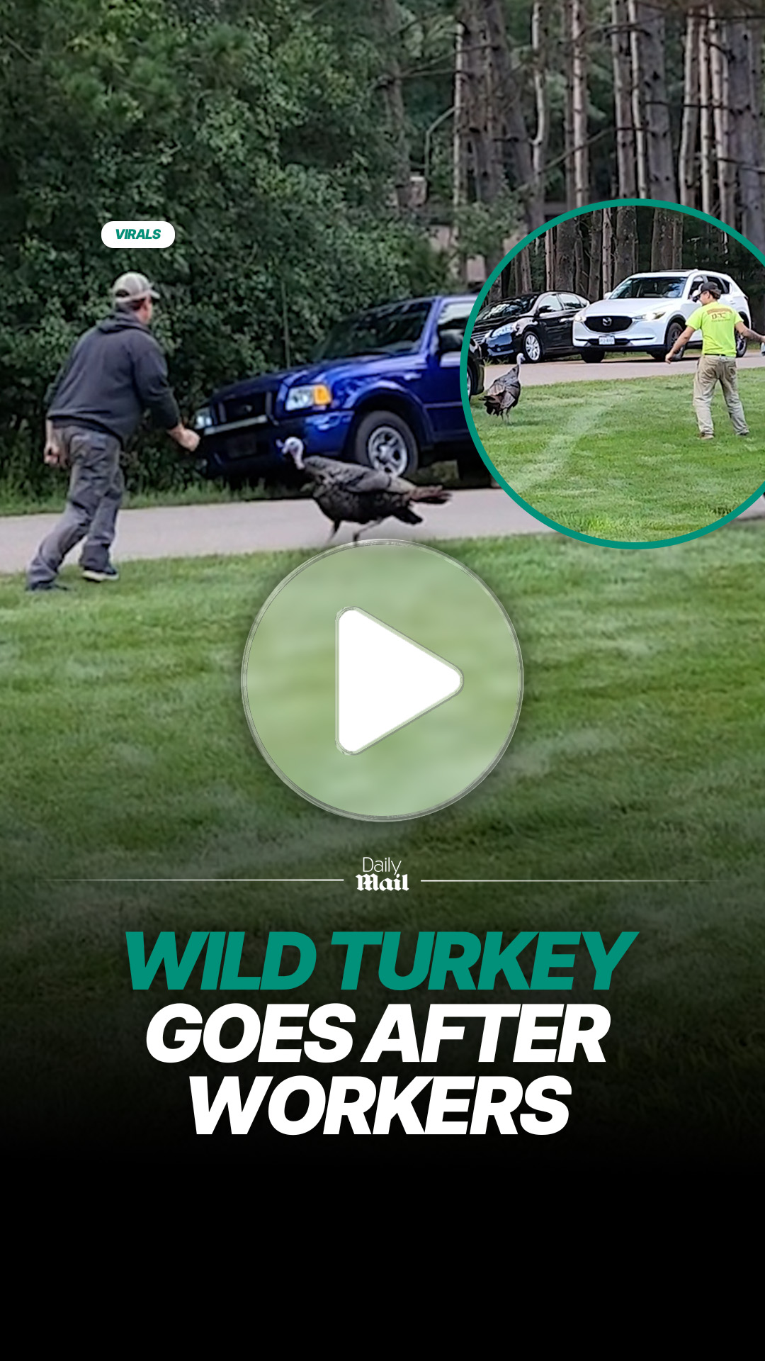 Wild turkey repeatedly chases workers on job site