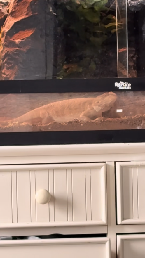 An explosive moment with this bearded dragon