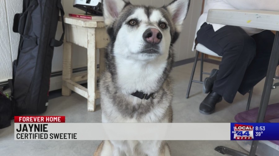 Husky mix, Jaynie, is very affectionate and adoptable