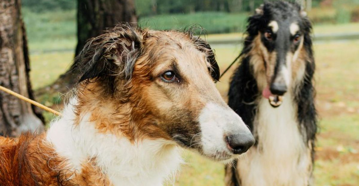16 dog breeds that seem more interested in emotional trust than instant ...