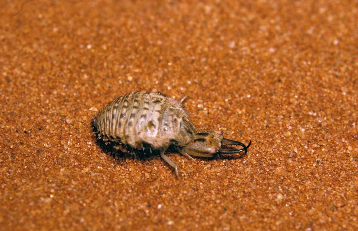 Insects using clever traps to capture prey
