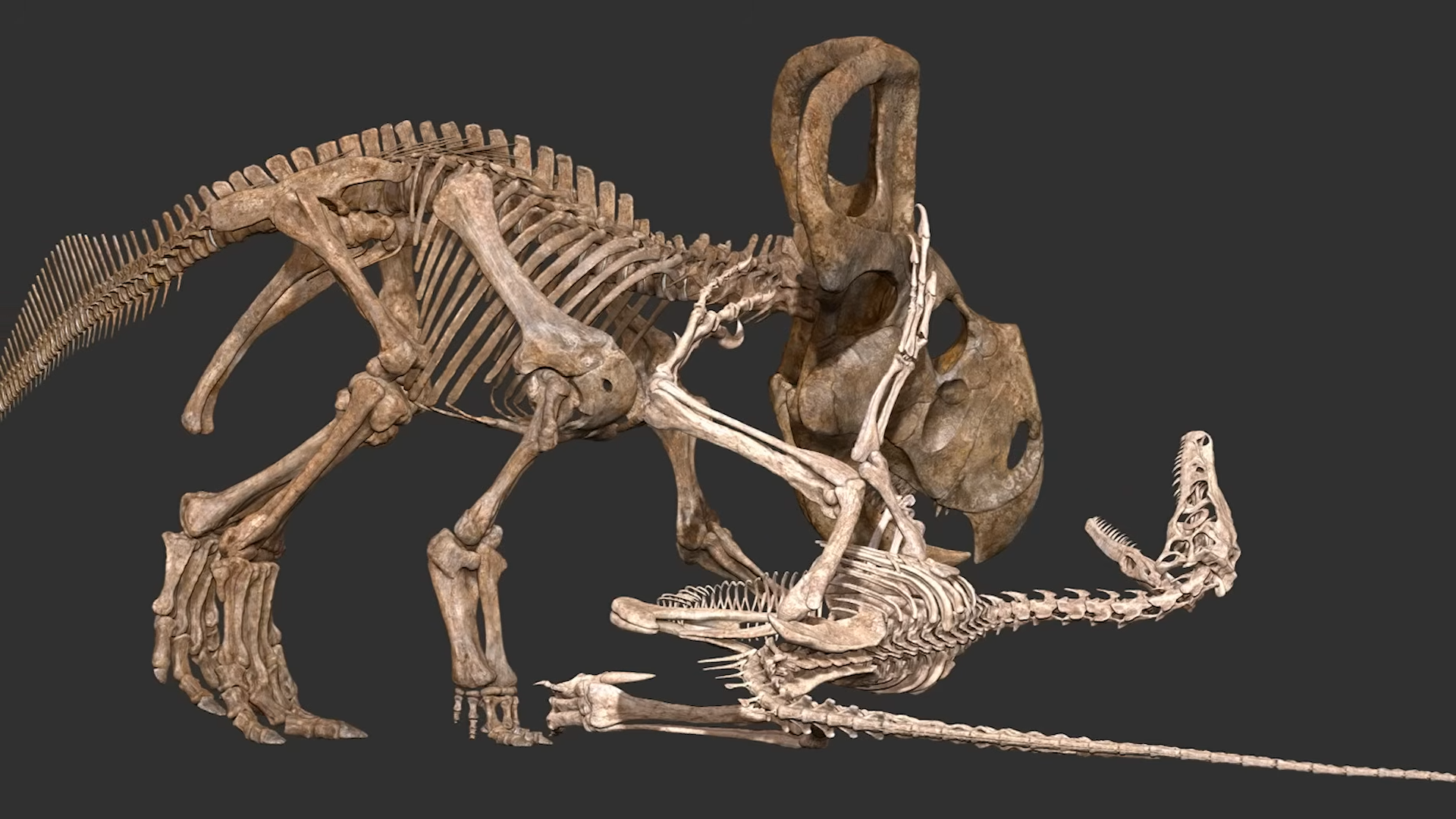 They found two dinosaurs locked in combat - the fossil captured the ...