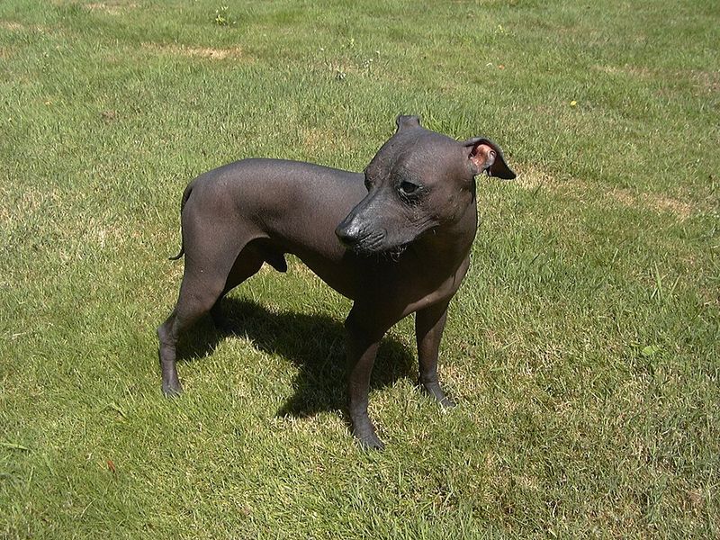 15 dog breeds that make visitors ask what on earth that dog is