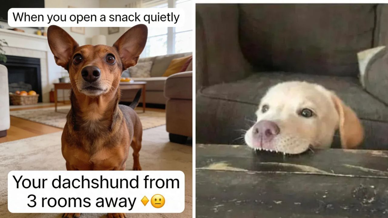 Relatable dog memes that are too accurate