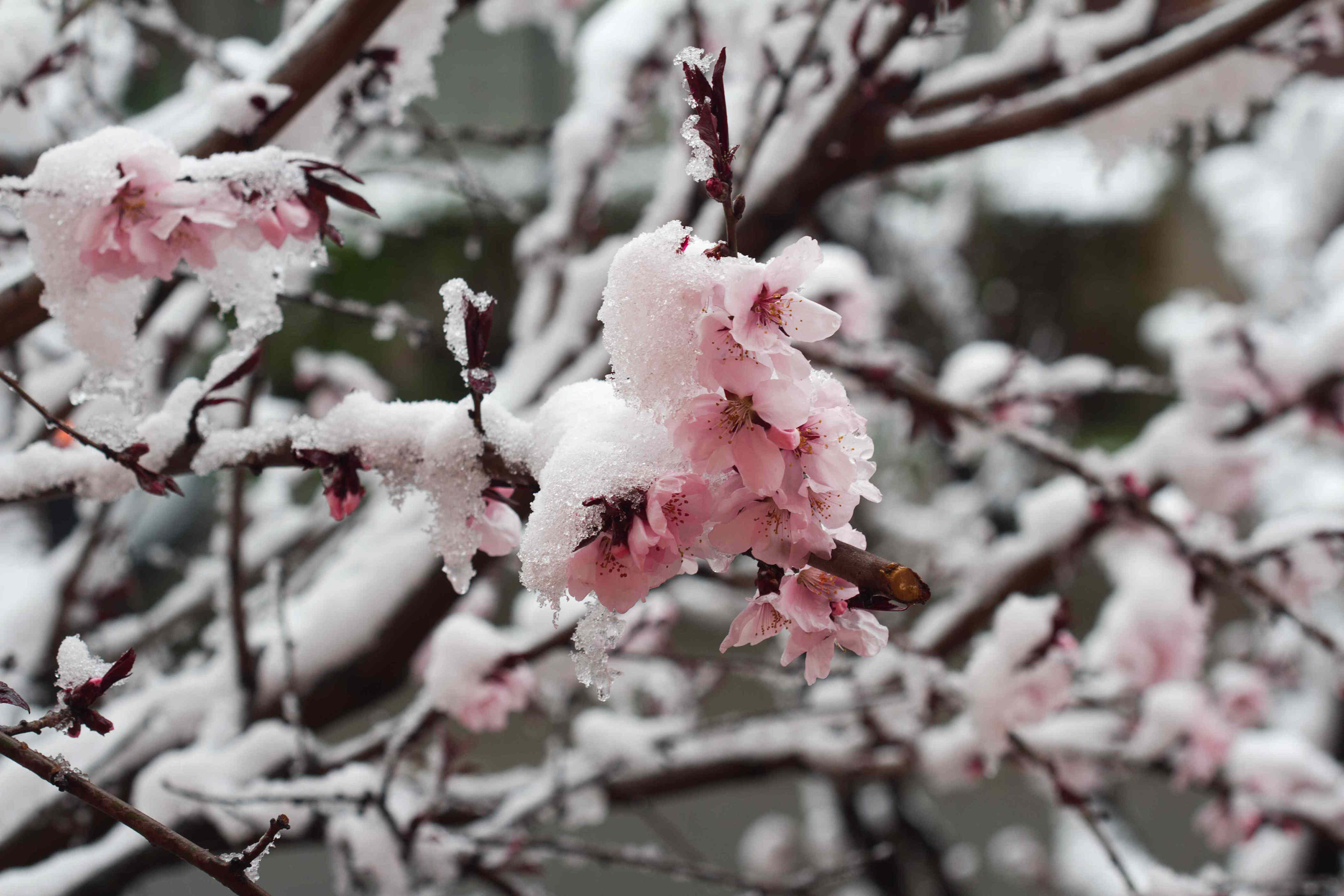 The 2026 last frost map is here—find your safe planting date