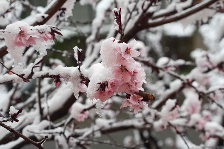 The 2026 last frost map is here—find your safe planting date