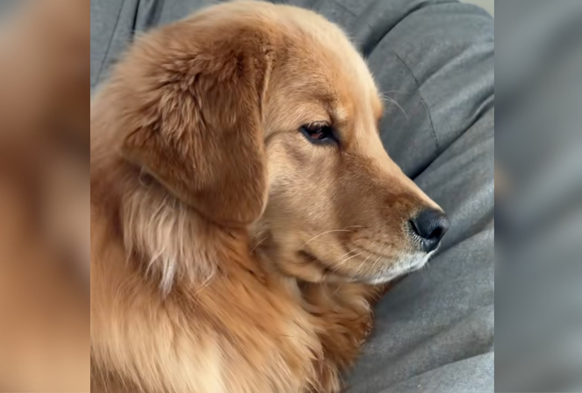 Golden retriever shocks owner while cleaning: "How did she get up there?"