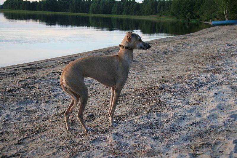 16 dog breeds that seem more interested in emotional trust than instant ...
