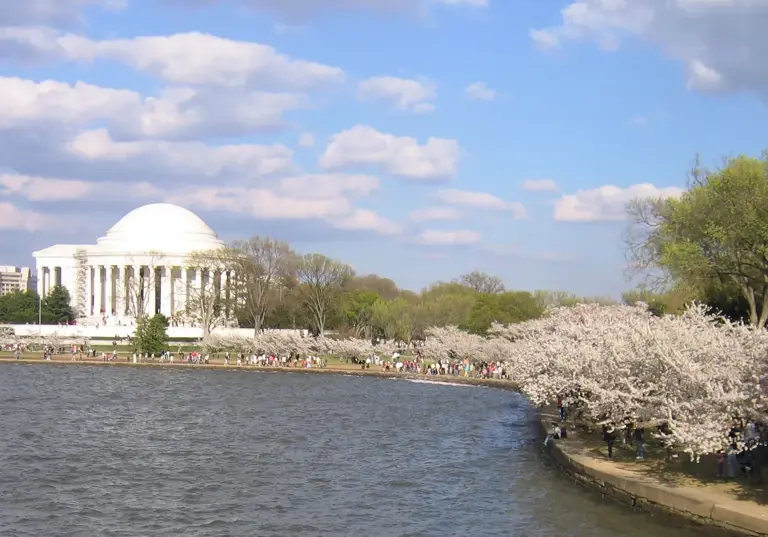 Washington DC Cherry Blossoms 2026: When the Iconic Spring Bloom Will ...