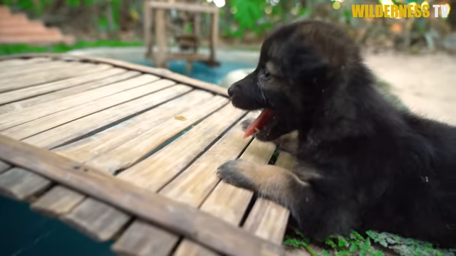 Watch poor orphaned puppies move into a beautiful dog house built for them