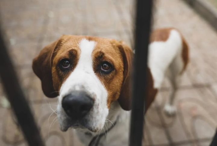 15 signs your dog is anxious