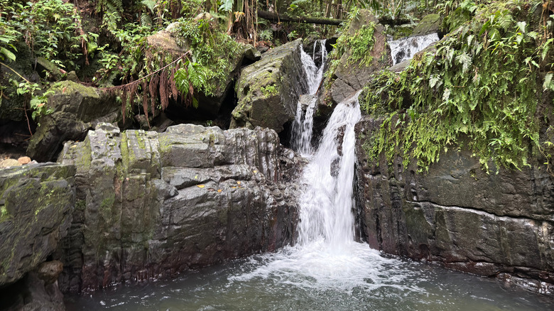 The sole tropical rainforest in the US National Forest System has lush ...