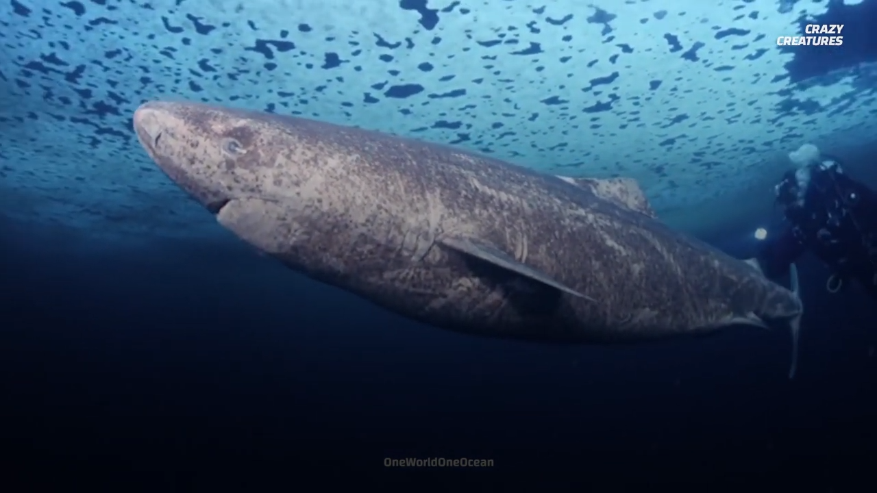 Watch what happens when life survives at the deepest point in the ocean