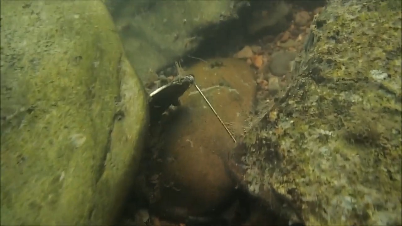 This croc was hiding in the river the whole time