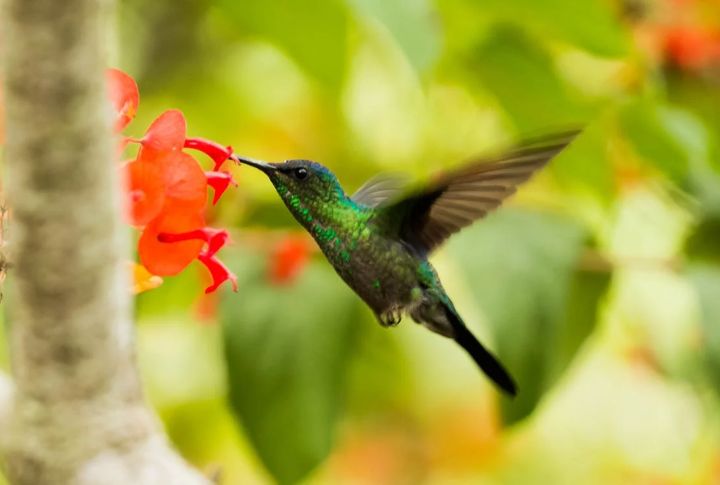 15 nectar-rich herbs that will bring hummingbirds to your garden
