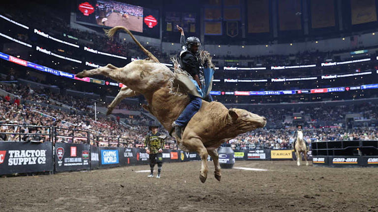 The bull that made them better: Man Hater’s legacy