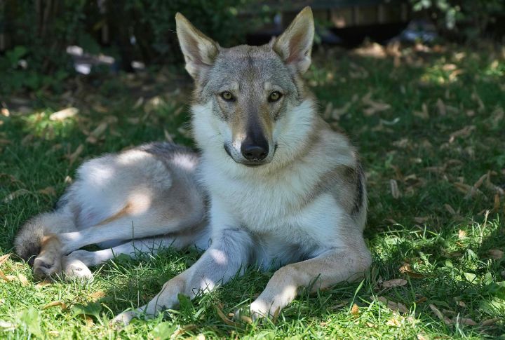 15 dogs perfect for wolf lovers