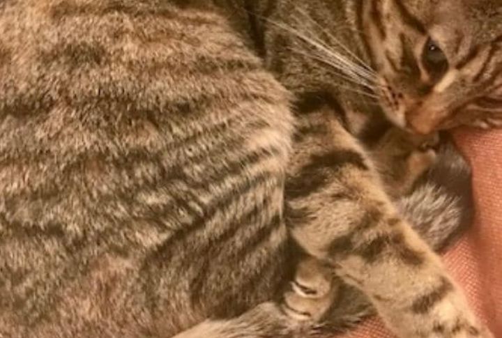 15 signs that your cat may be suffering