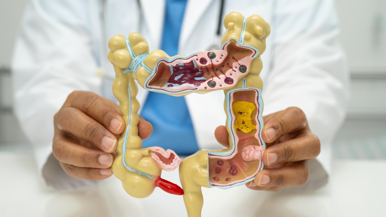 Biologists explain what the appappendix endix does and why it evolved