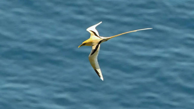 Watch: What happened when a bird flew straight into a volcanic eruption