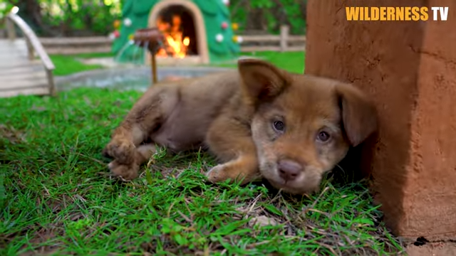 Watch hungry little puppies explore their new clay wonderland home