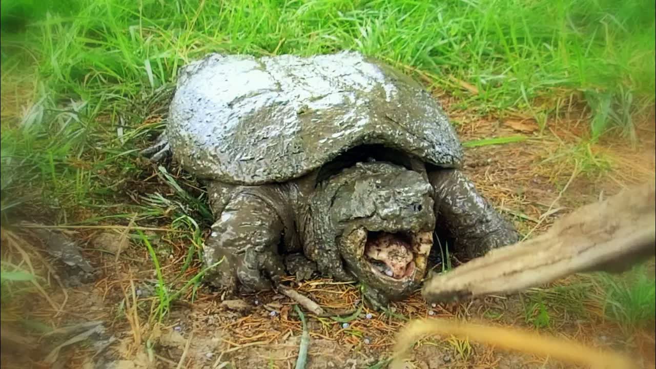 He poked the mud - then a snapping turtle’s head appeared