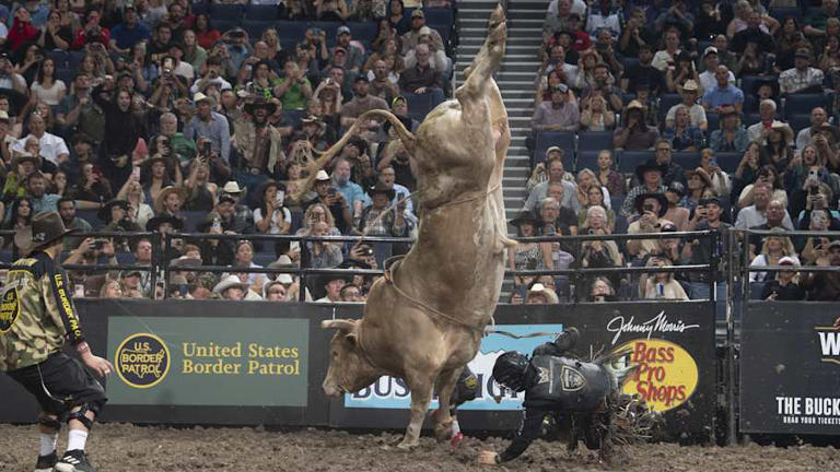 The bull that made them better: Man Hater’s legacy