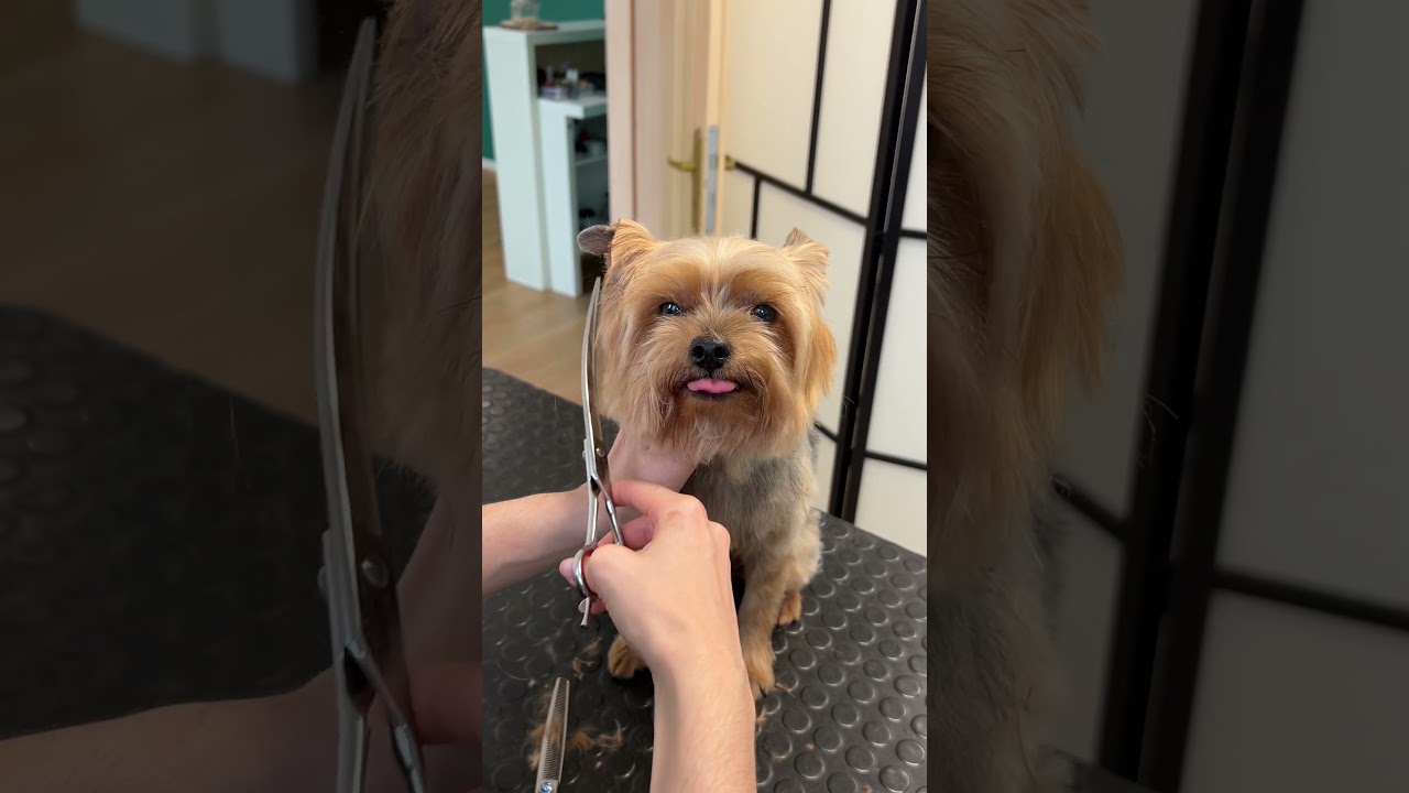 Yorkshire terrier grooming transformation: Adorable Yorkie makeover ...