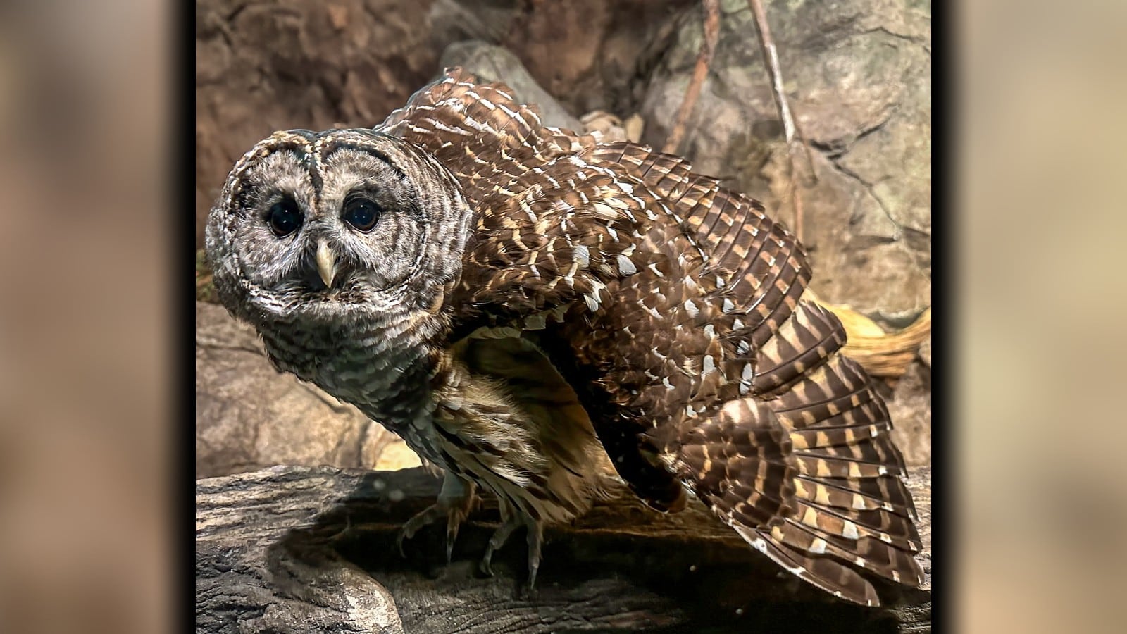Beloved barred owl dies at North Carolina Zoo