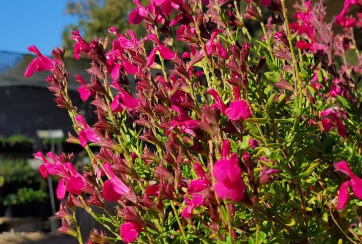 15 nectar-rich herbs that will bring hummingbirds to your garden