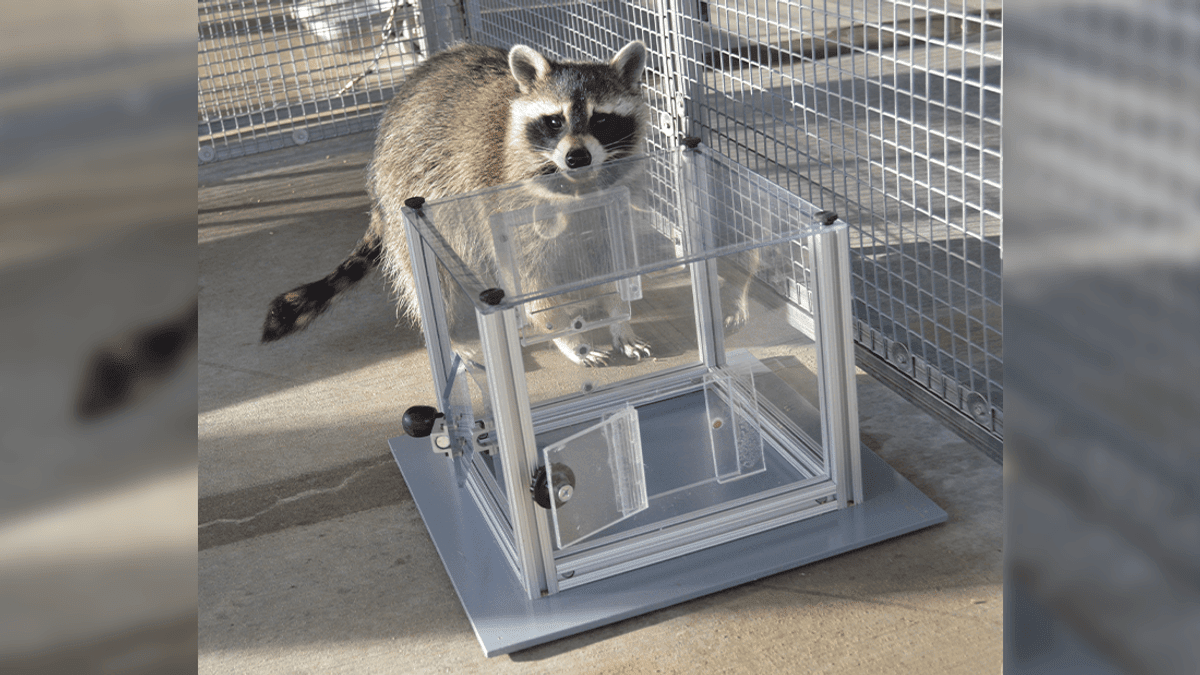 Raccoons solve puzzles just for the fun of it – no marshmallow reward ...