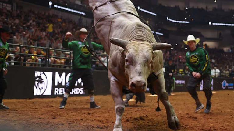 The bull that made them better: Man Hater’s legacy