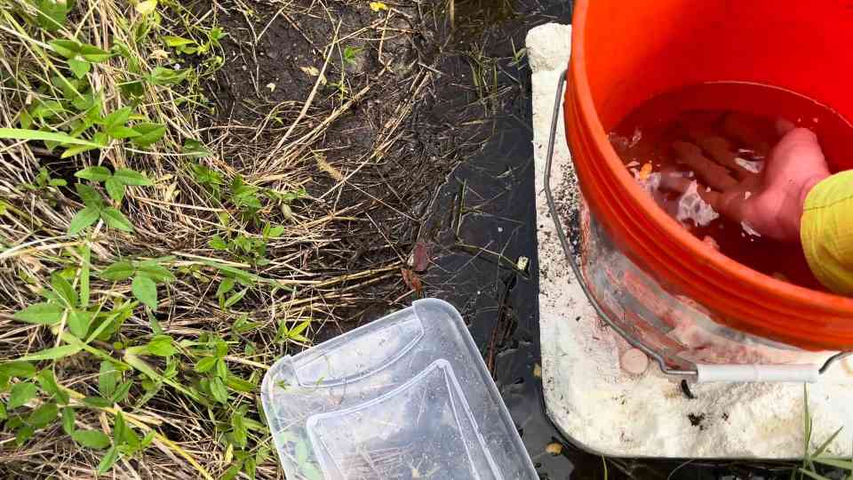 This homemade fish trap caught colorful pond fish