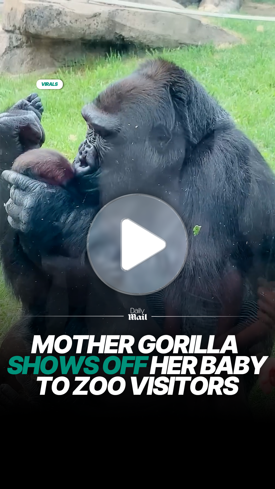 Mother gorilla proudly presents her newborn at zoo