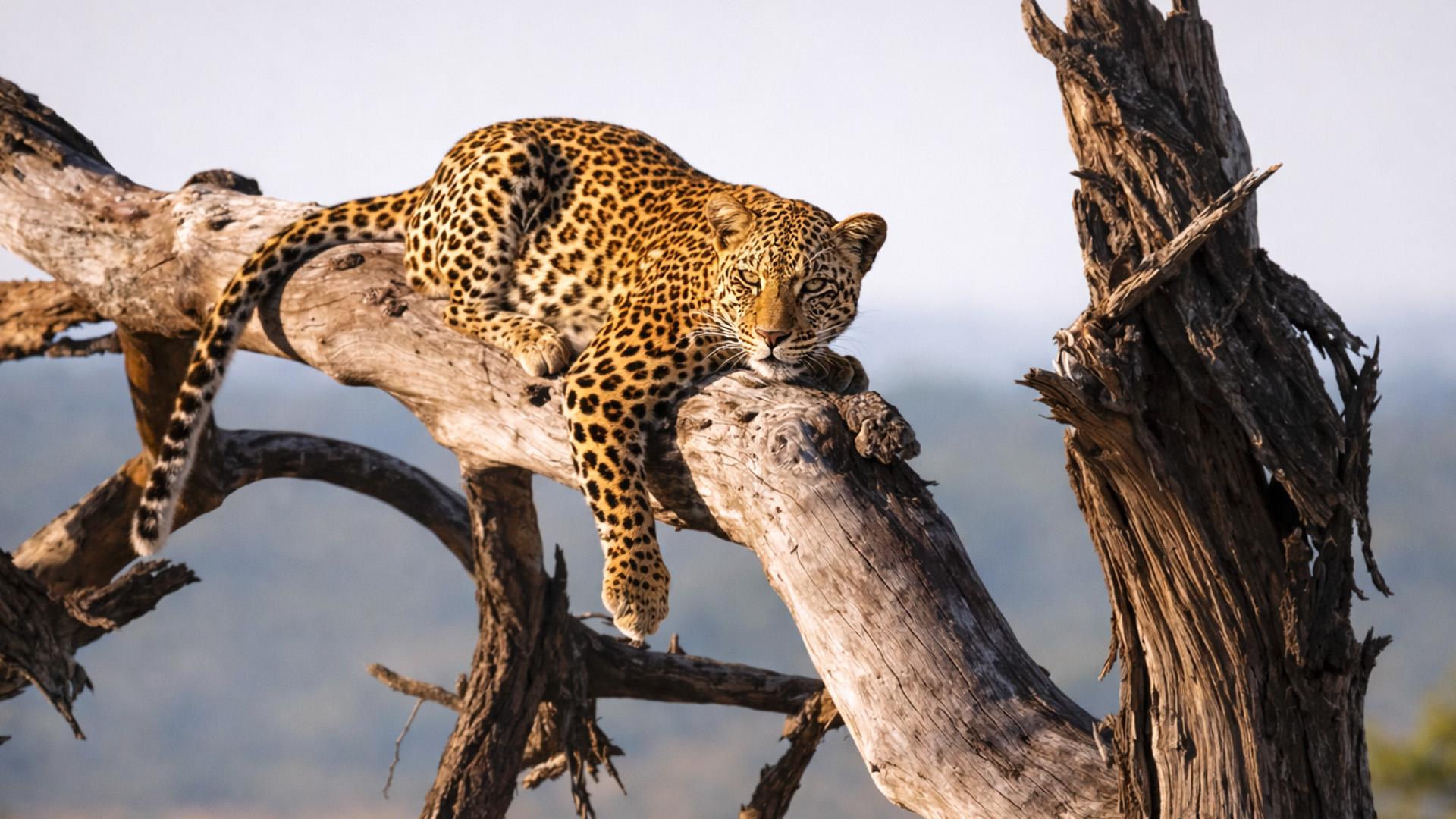 El lugar favorito del leopardo para descansar