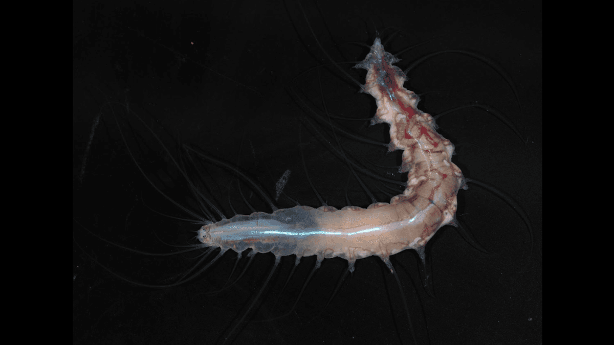 Sponge-dwelling worms living in a glass castle among 38 new species ...