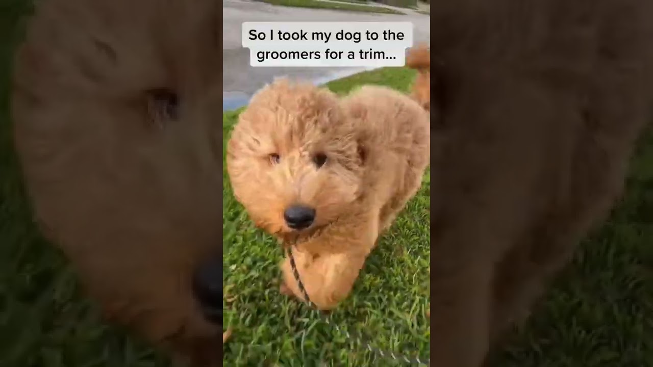 So I took my dog to the groomers #goldendoodle #grooming #fail