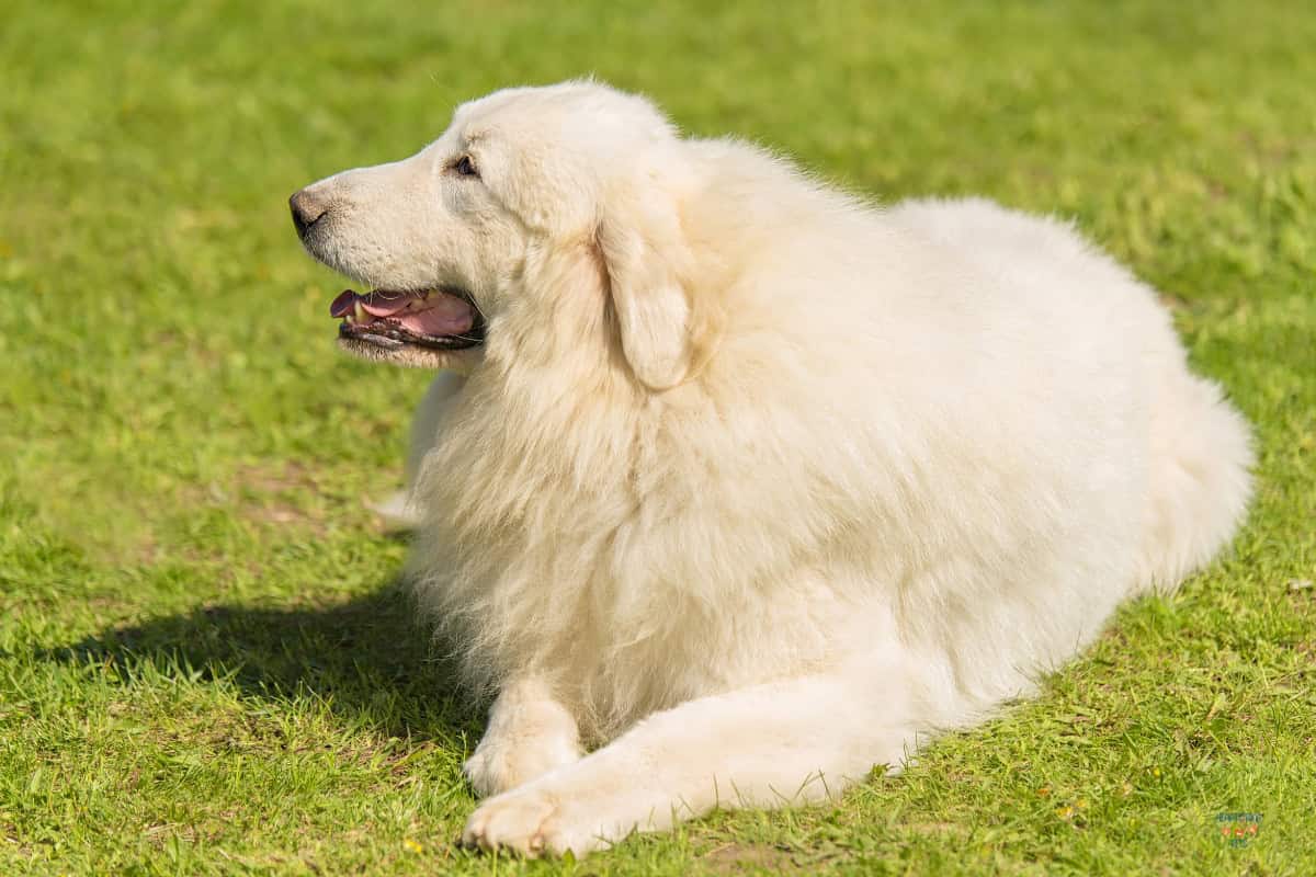 Love big dogs? Meet 11 gentle giants you’ll want to hug forever