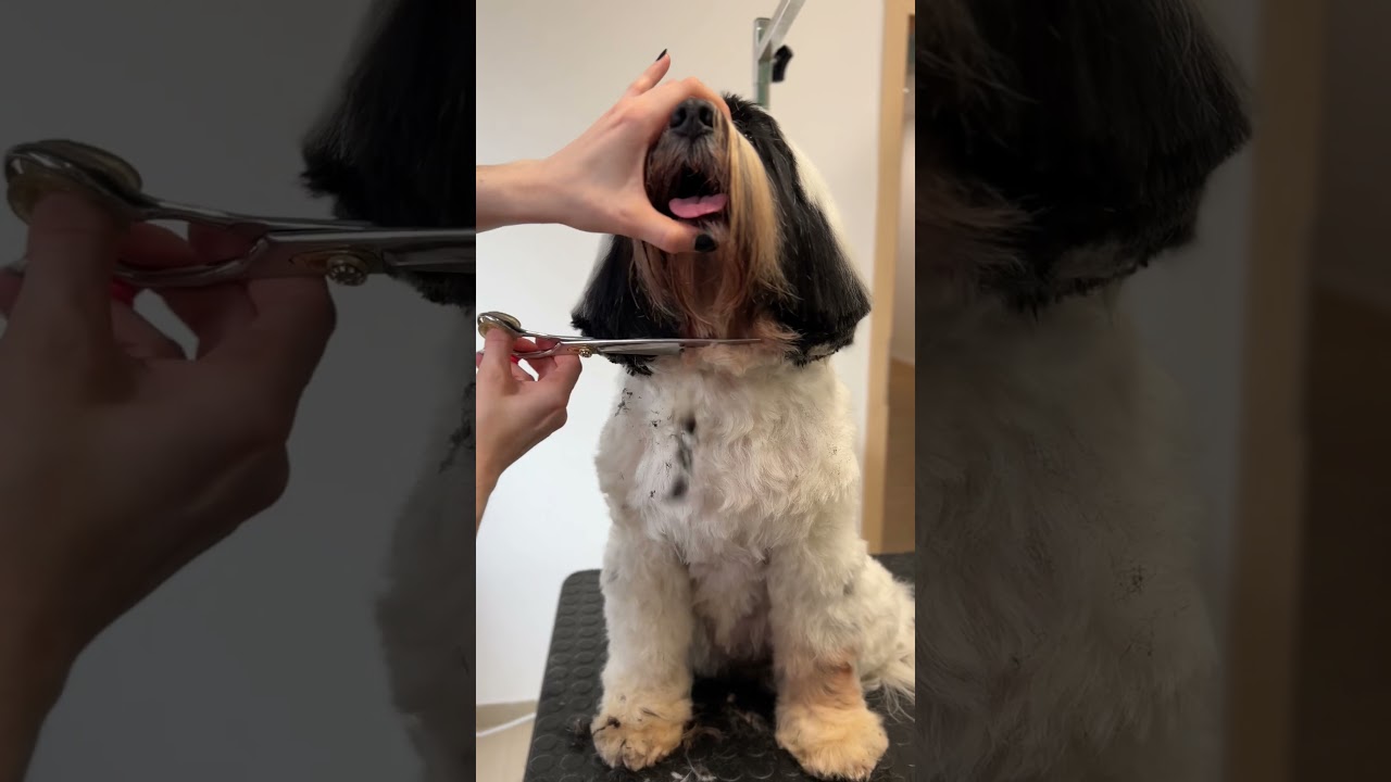 Shih Tzu transformation: Stunning face & topknot grooming tutorial