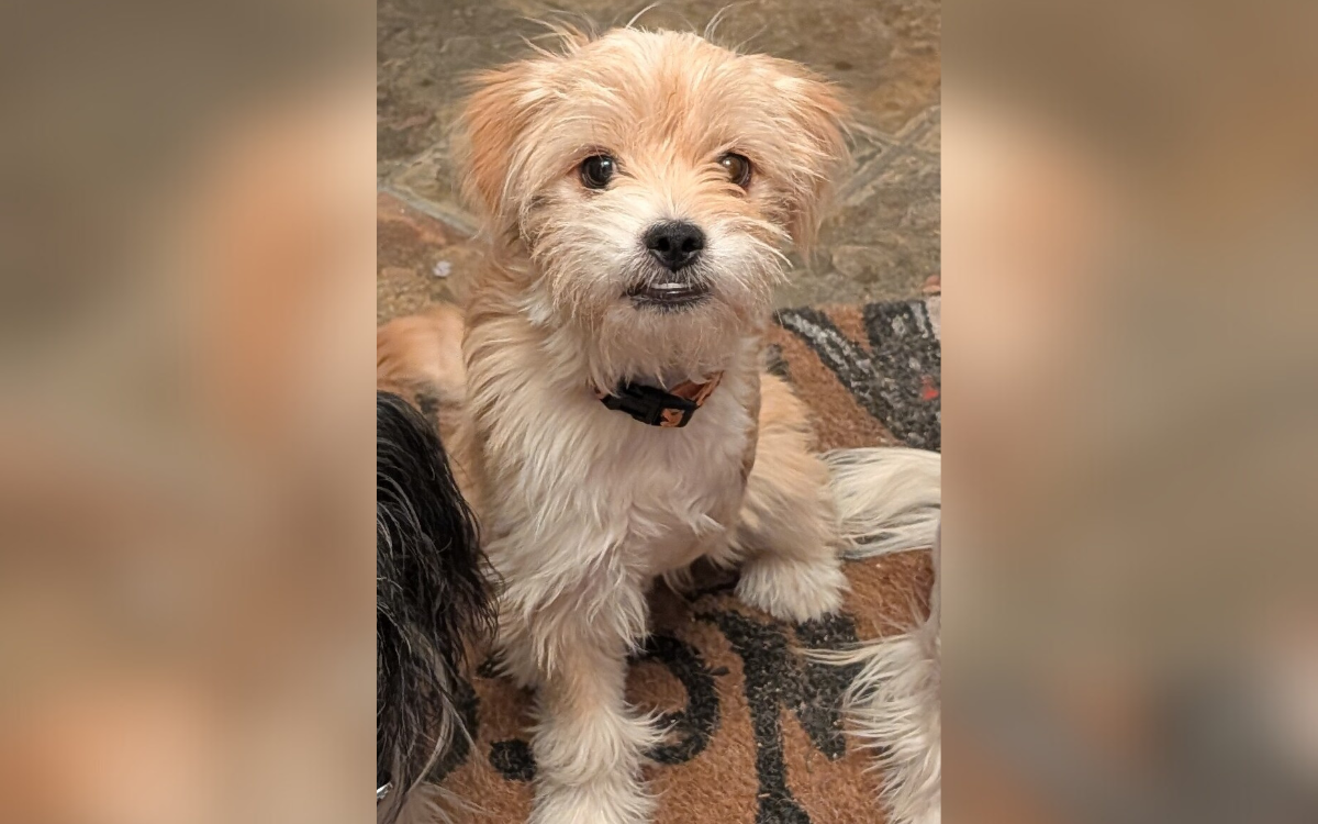Smallest survivor in shelter as Maltese puppy loses leg in coyote attack