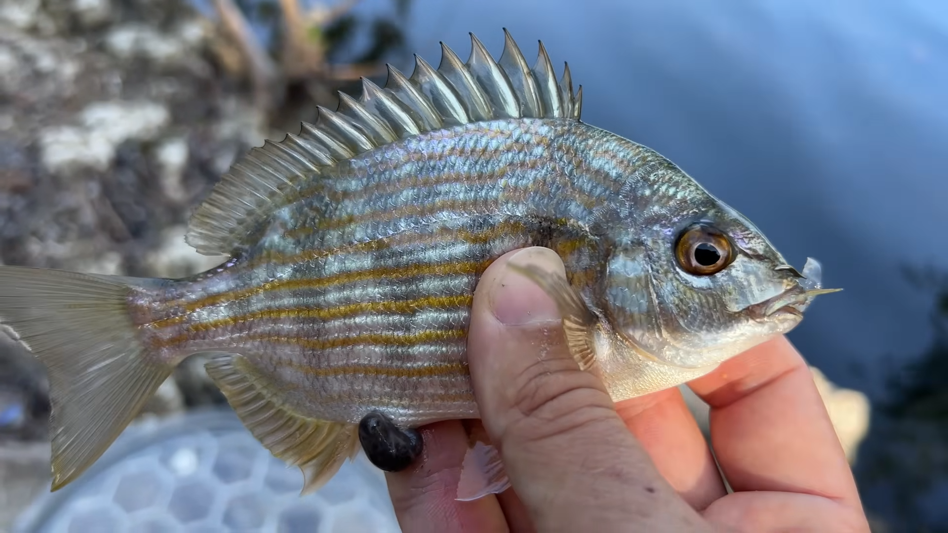 Fishing from land in Key Largo