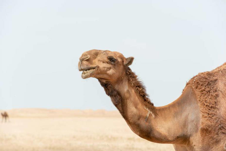 20 camels disqualified from beauty contest over Botox use