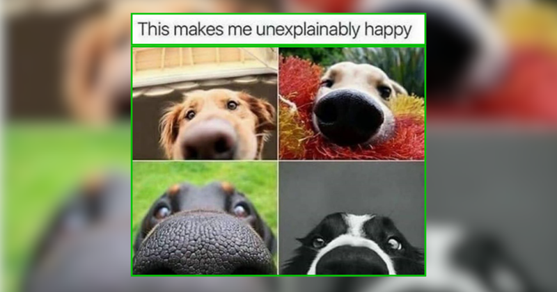 30+ family time memes of good boys and good girls