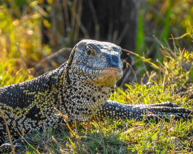 Invasive tegu lizards spotted in Polk County community